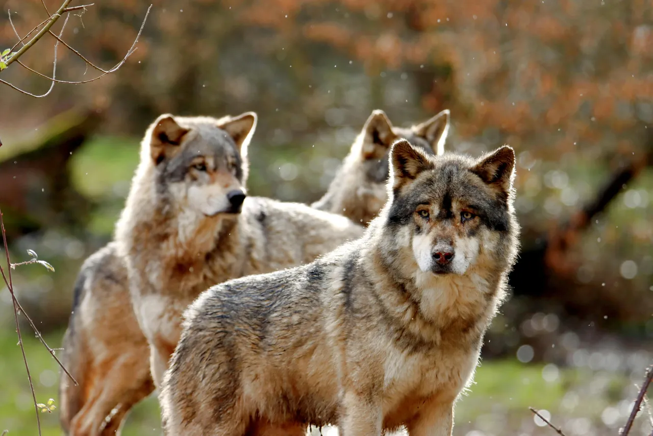 Colorado's imported wolves a ballot box biology bust - Complete Colorado